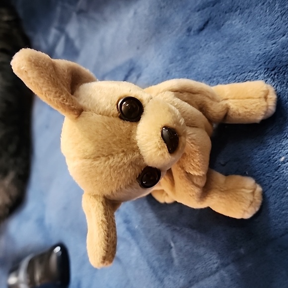 Ty | Toys | Tiny The Chihuahua Dog Beanie Baby Bg2 | Poshmark